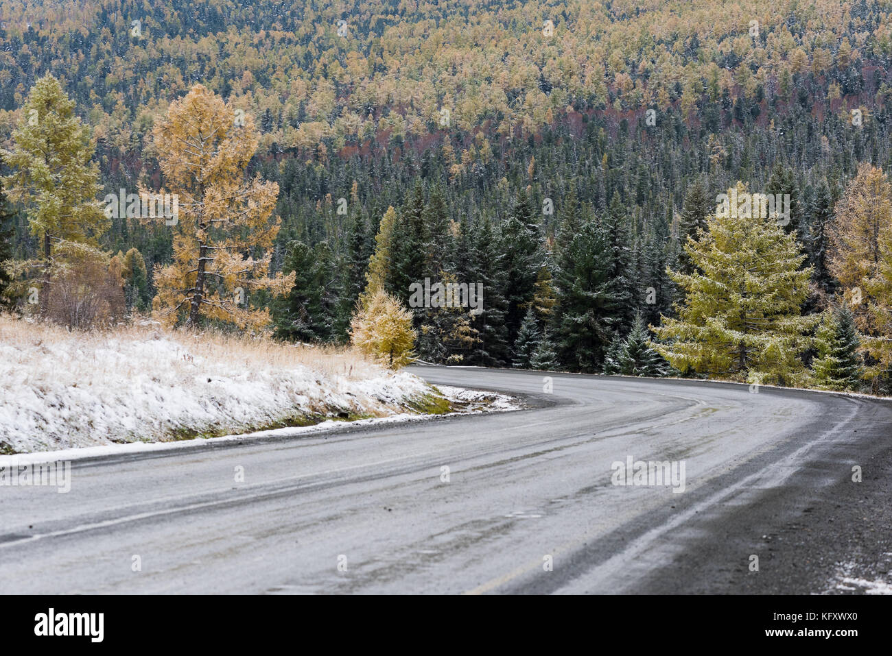 Federal highway M-52 Chuysky tract, asphalted road with markings among ...