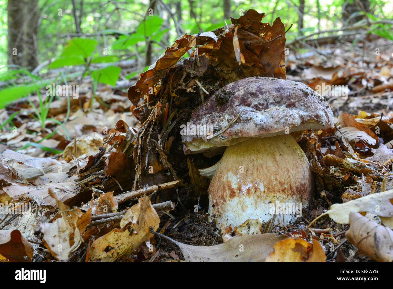 Boletus pinophilus hi-res stock photography and images - Alamy