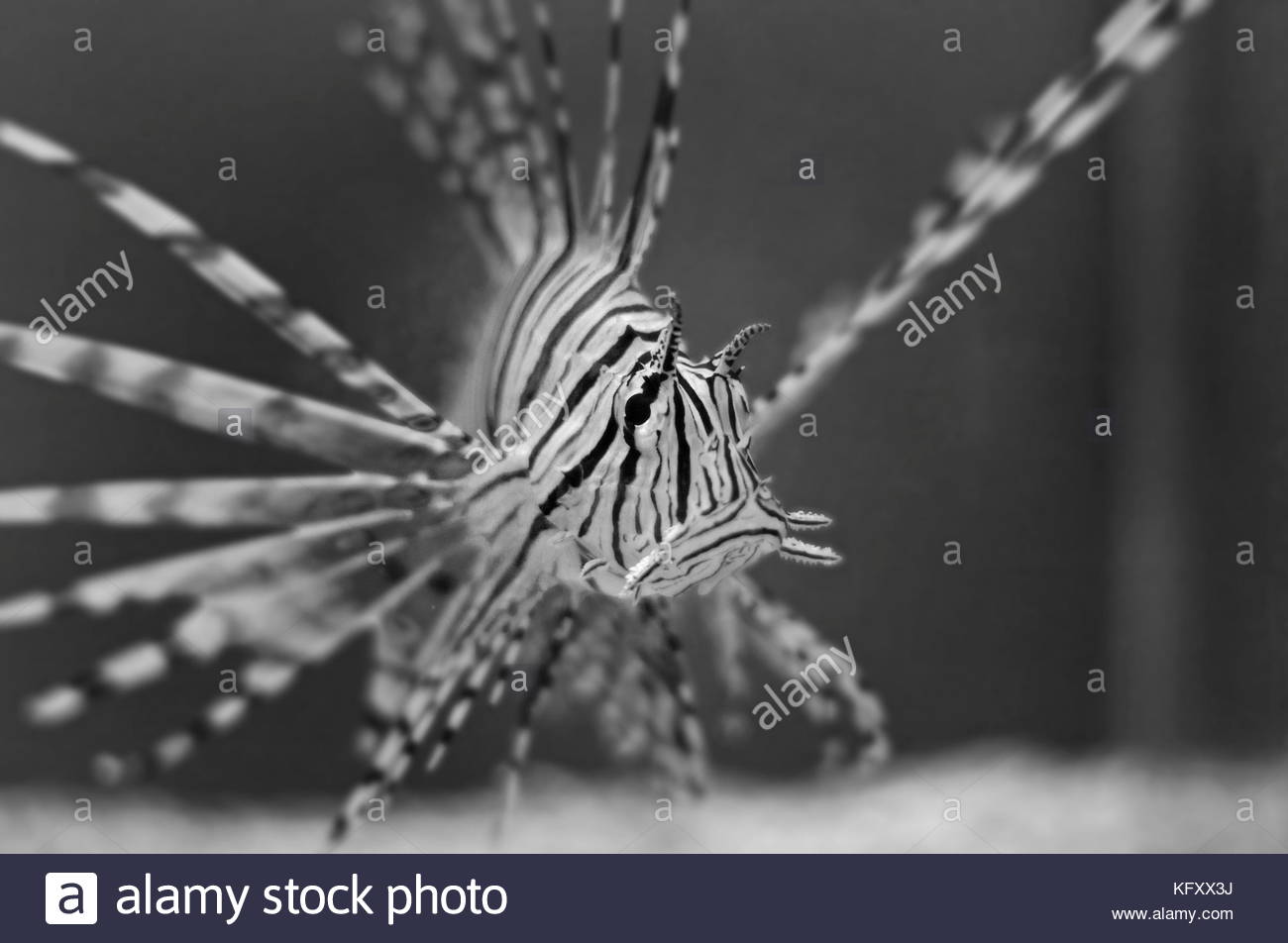 Lionfish Black and White Stock Photos & Images - Alamy
