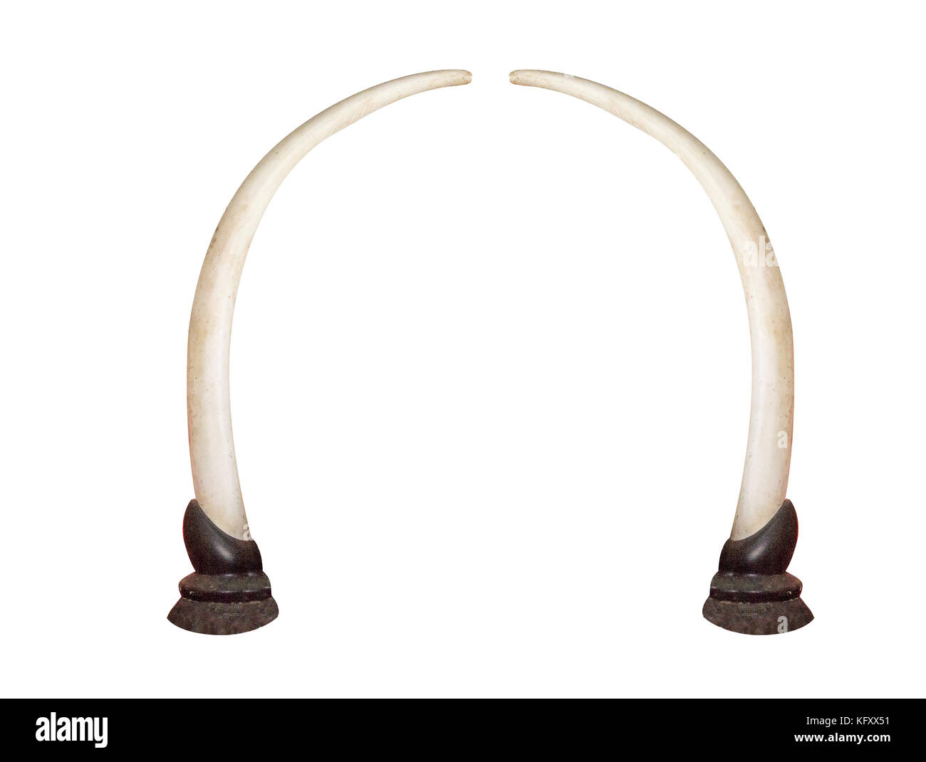 Pair of Elephant ivory isolated on white background Stock Photo - Alamy