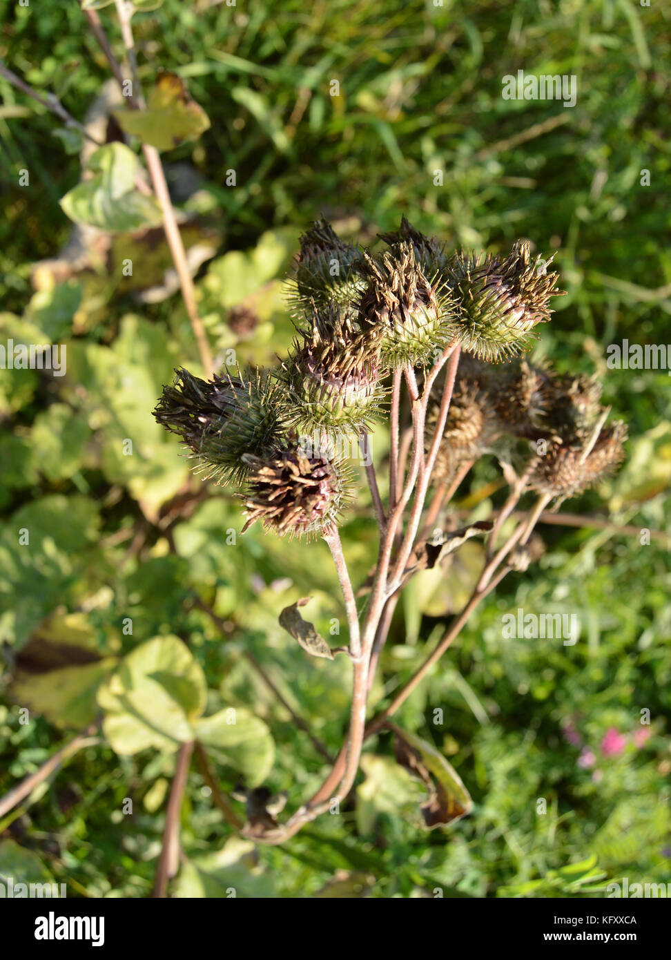 The dry thorns of thistles, burdock, Thistle in the summer in the woods ...