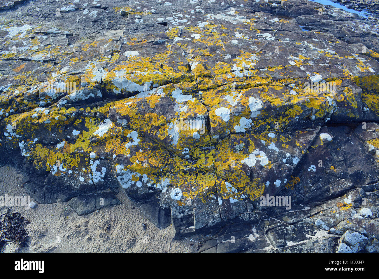 Lichen on rocks Stock Photo - Alamy