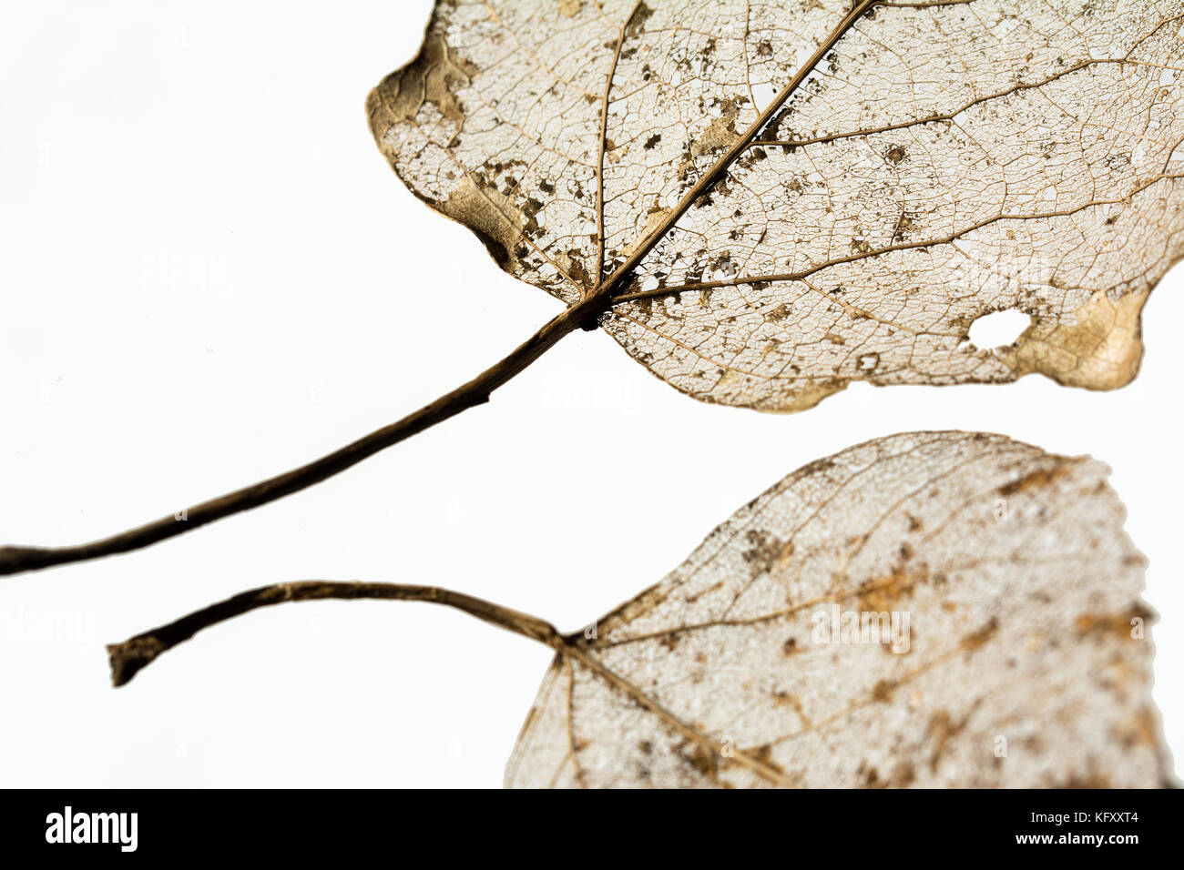 Closeup of leaf veins - fragments of two leaves isolated on white ...