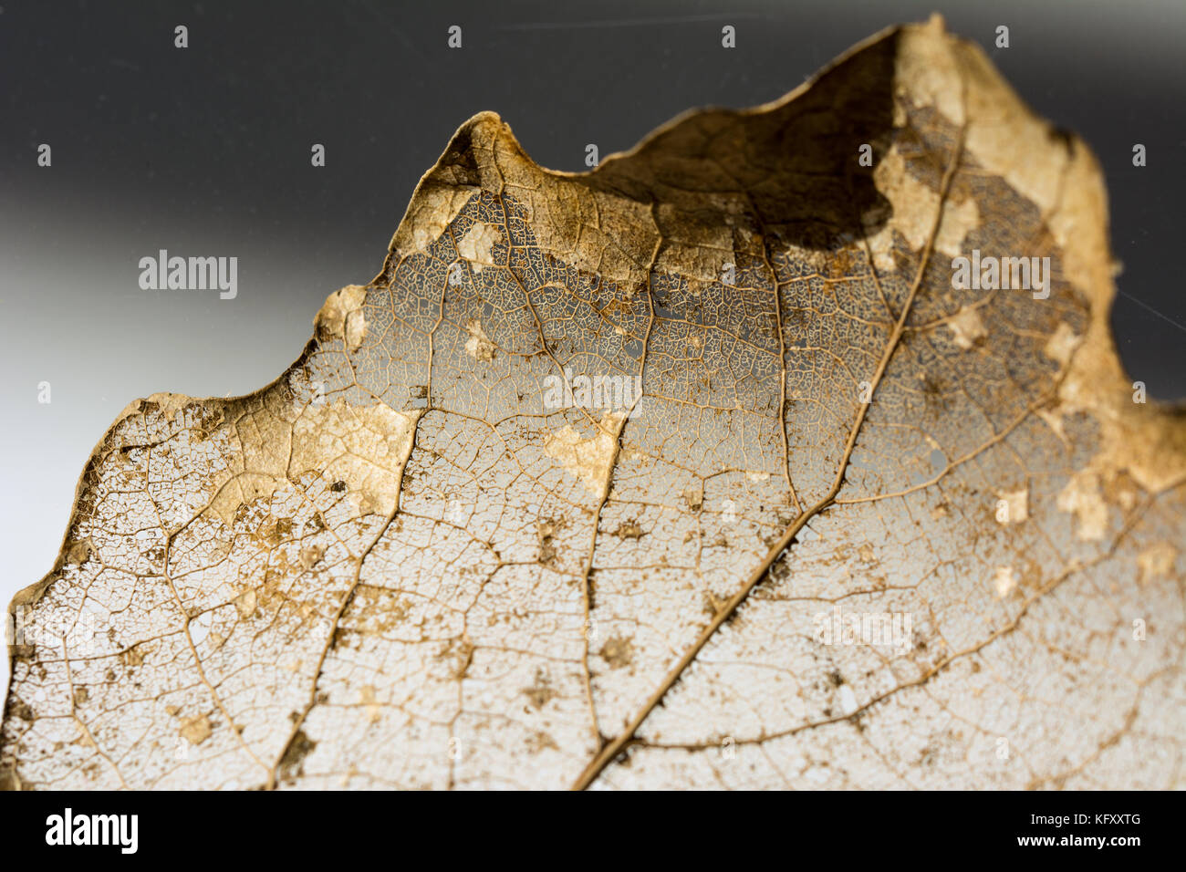 Fragile Structure High Resolution Stock Photography and Images - Alamy