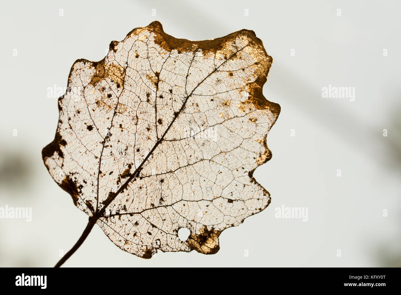 Golden structure of a leaf partially decomposed during winter ...