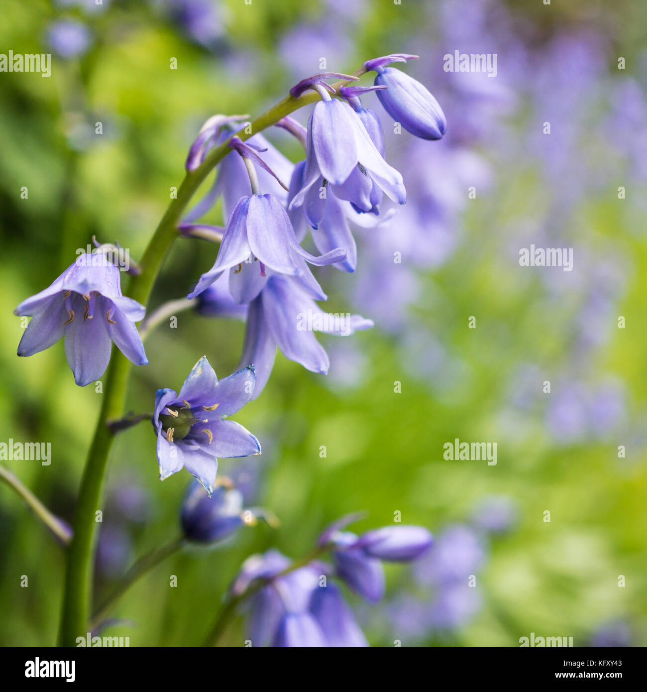 Bluebells with a blurred background hi-res stock photography and images ...