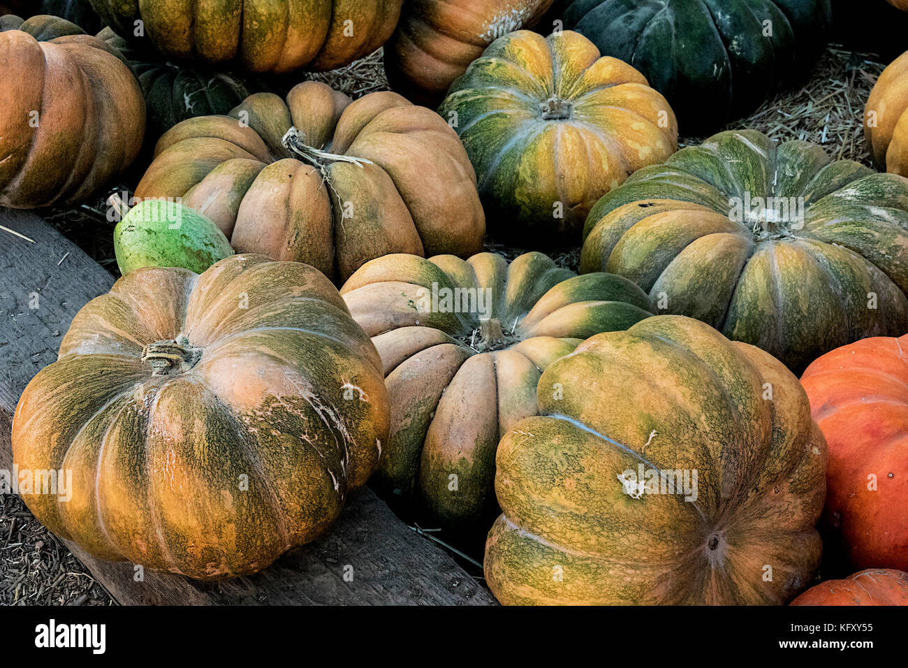Pumpkins at the Pumpkin Patch’s Fall Festival Stock Photo - Alamy