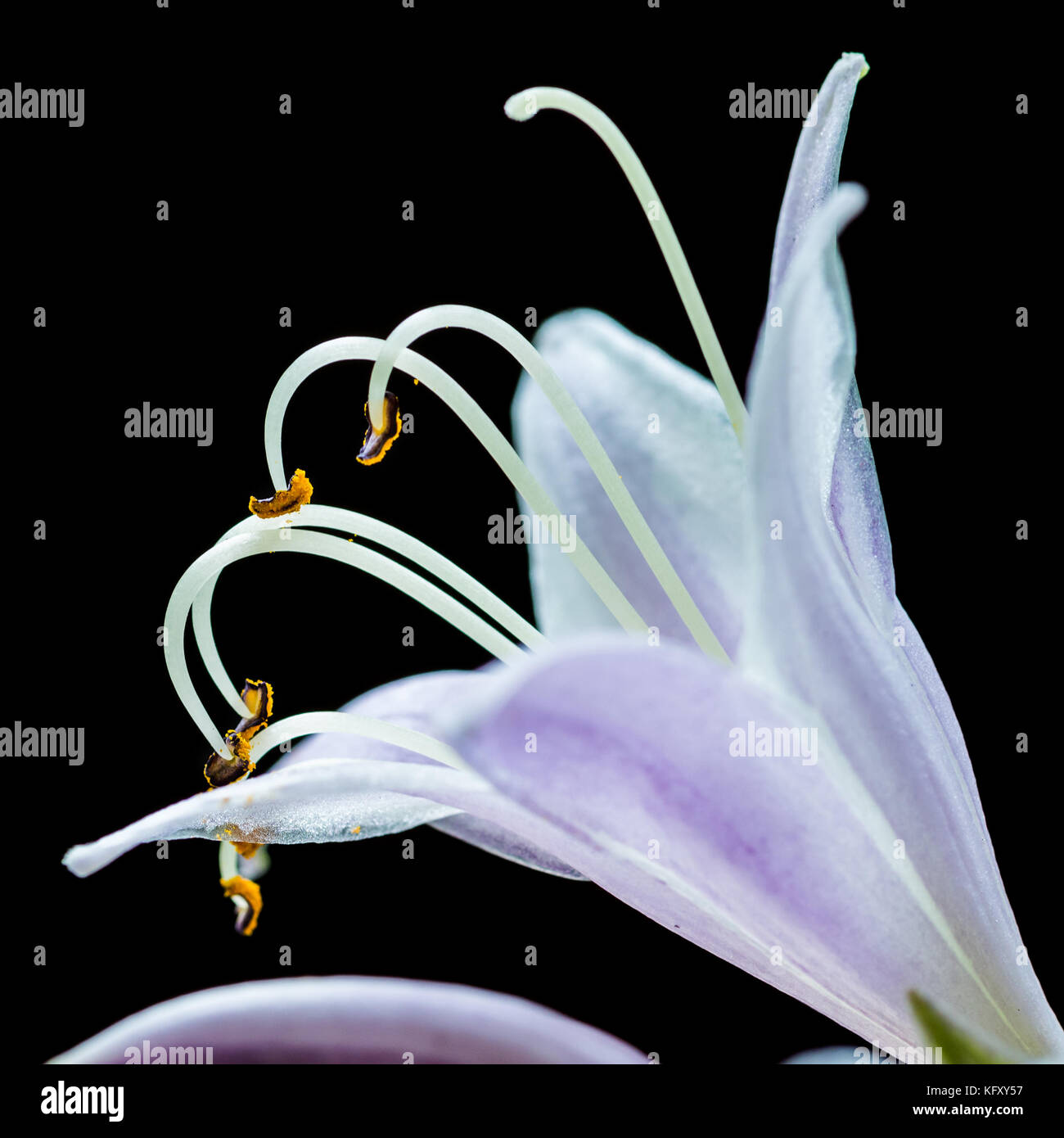 Hosta bloom hi-res stock photography and images - Alamy