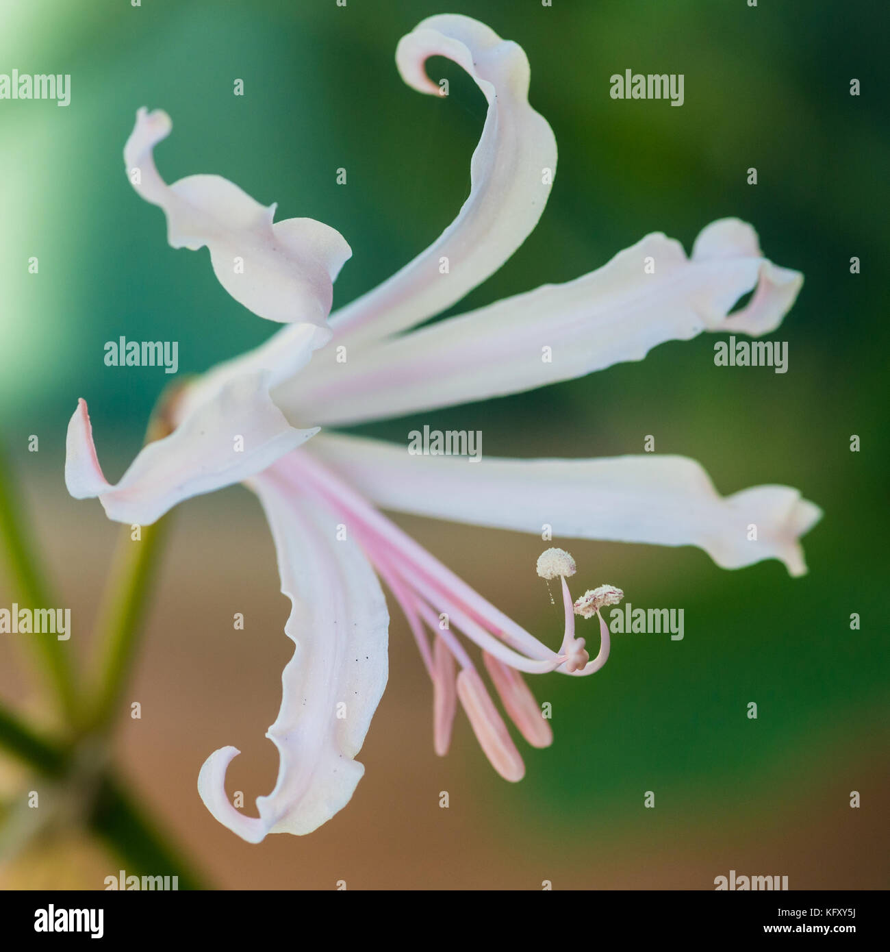 A macro shot of a white nerine bowdenii Stock Photo - Alamy