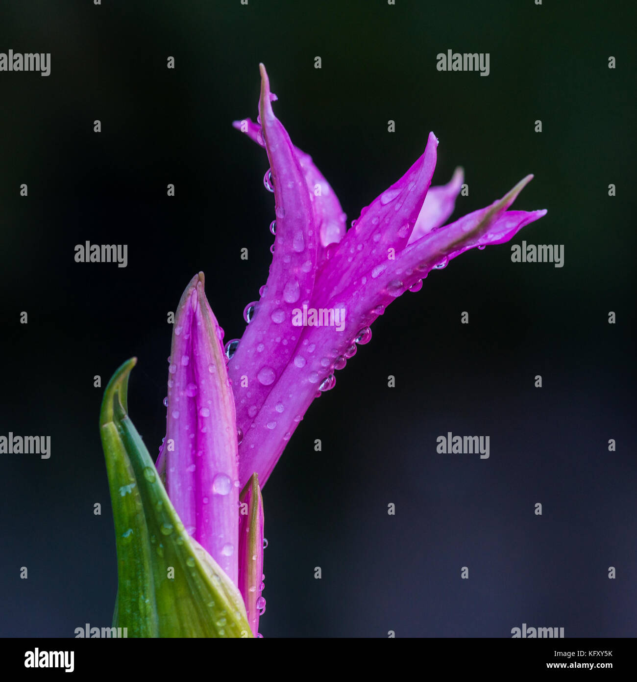 Opening water lily flower hi-res stock photography and images - Alamy