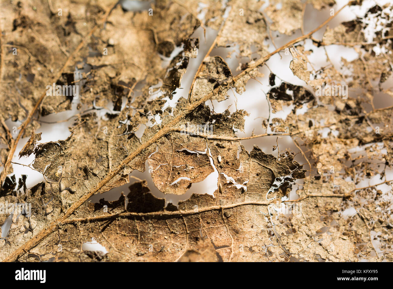 Closeup of a leaf partially decomposed during winter Stock Photo - Alamy