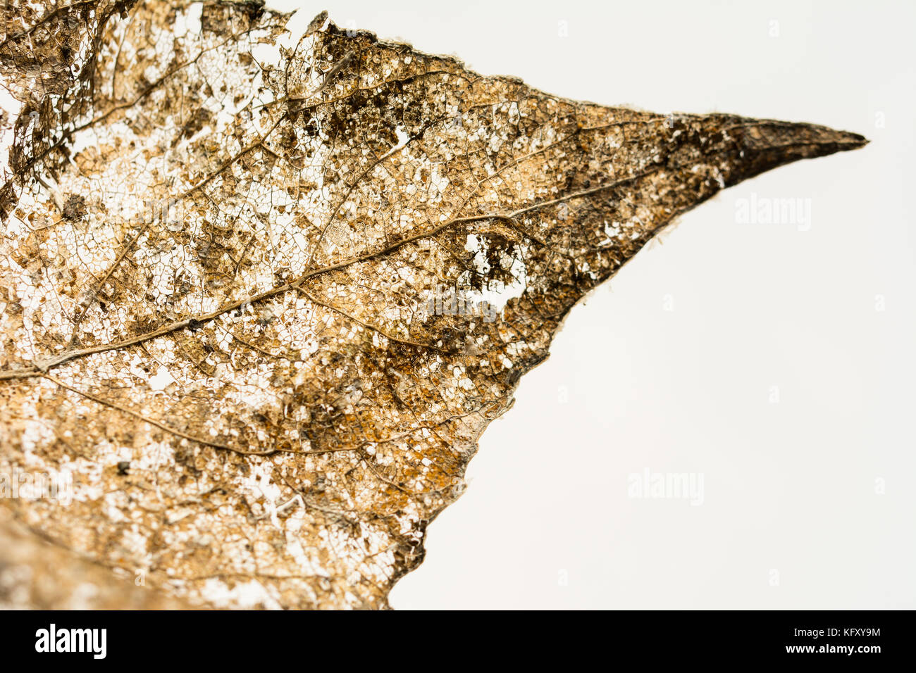 Closeup of an intricate structure of a leaf partially decomposed during ...