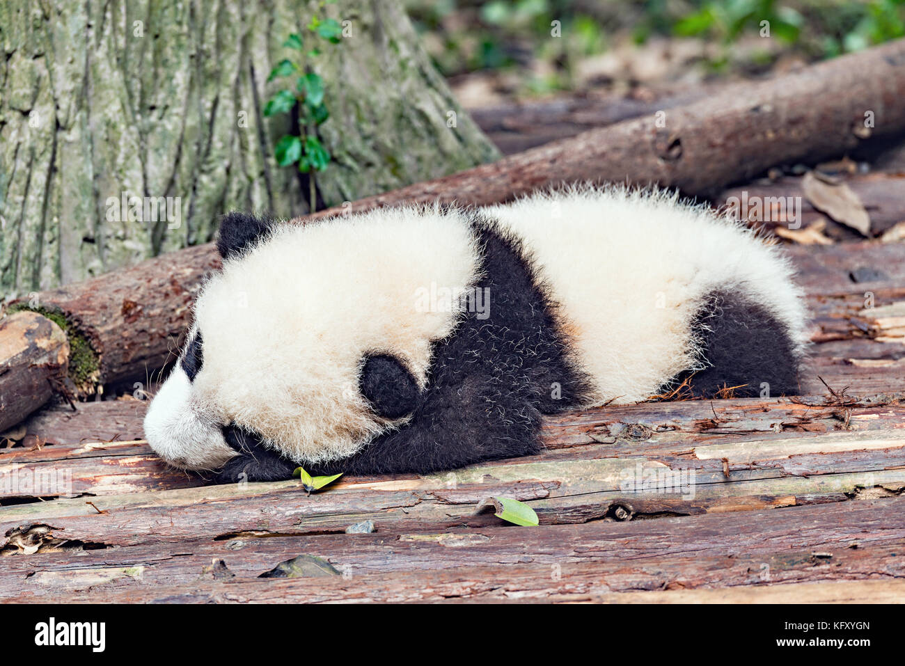 Baby of Giant Panda sleeps in the park Stock Photo - Alamy