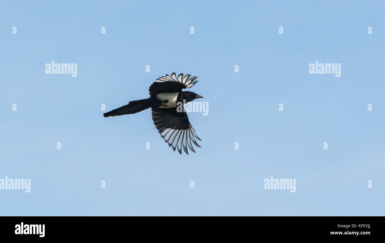 A shot of a magpie flying through a blue sky Stock Photo - Alamy