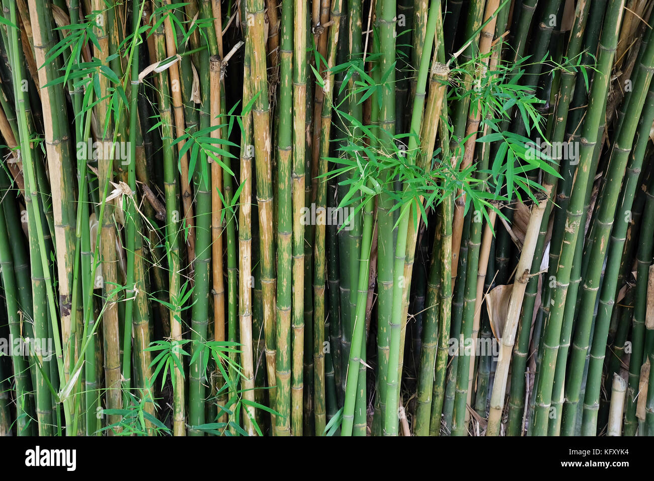 Beautiful bamboo tree green hi-res stock photography and images - Alamy