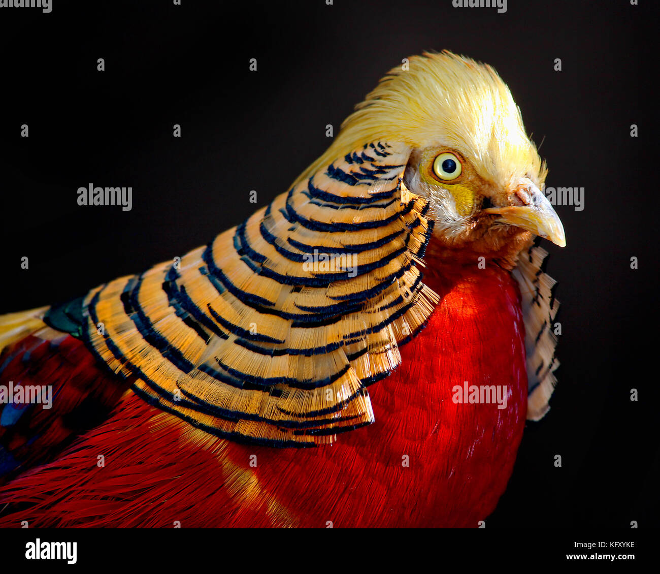 Chinese Gold Pheasant Stock Photo - Alamy
