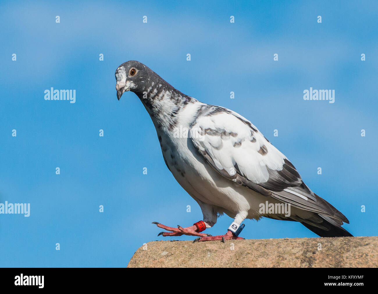 A shot of a feral pigeon standing on a rooftop Stock Photo - Alamy