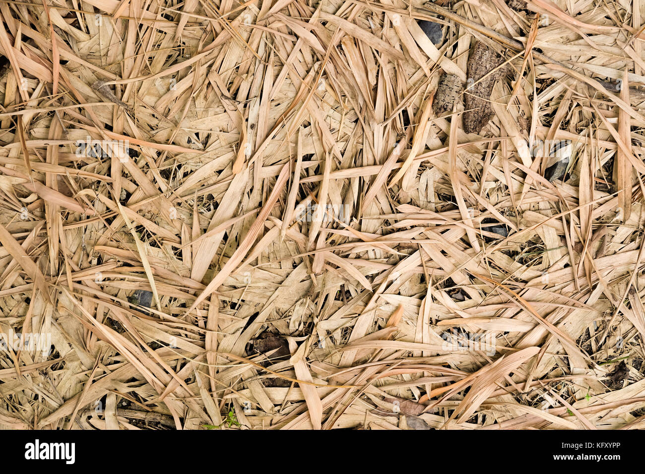 Dried Bamboo Leaves on the floor texture Stock Photo - Alamy