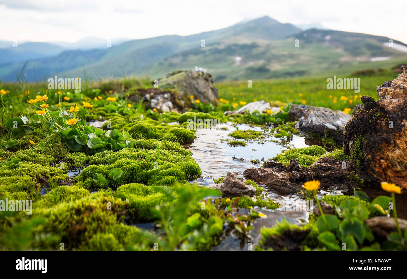 Mountain spring water flowing with green moss vegetation and yellow ...