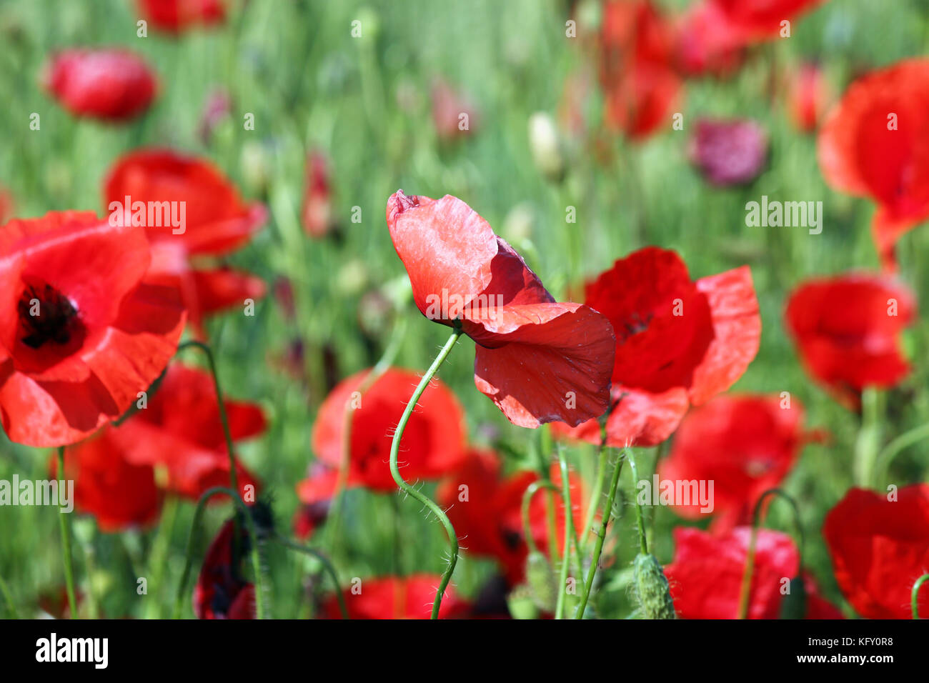 poppy flower nature wildflowers spring season Stock Photo - Alamy