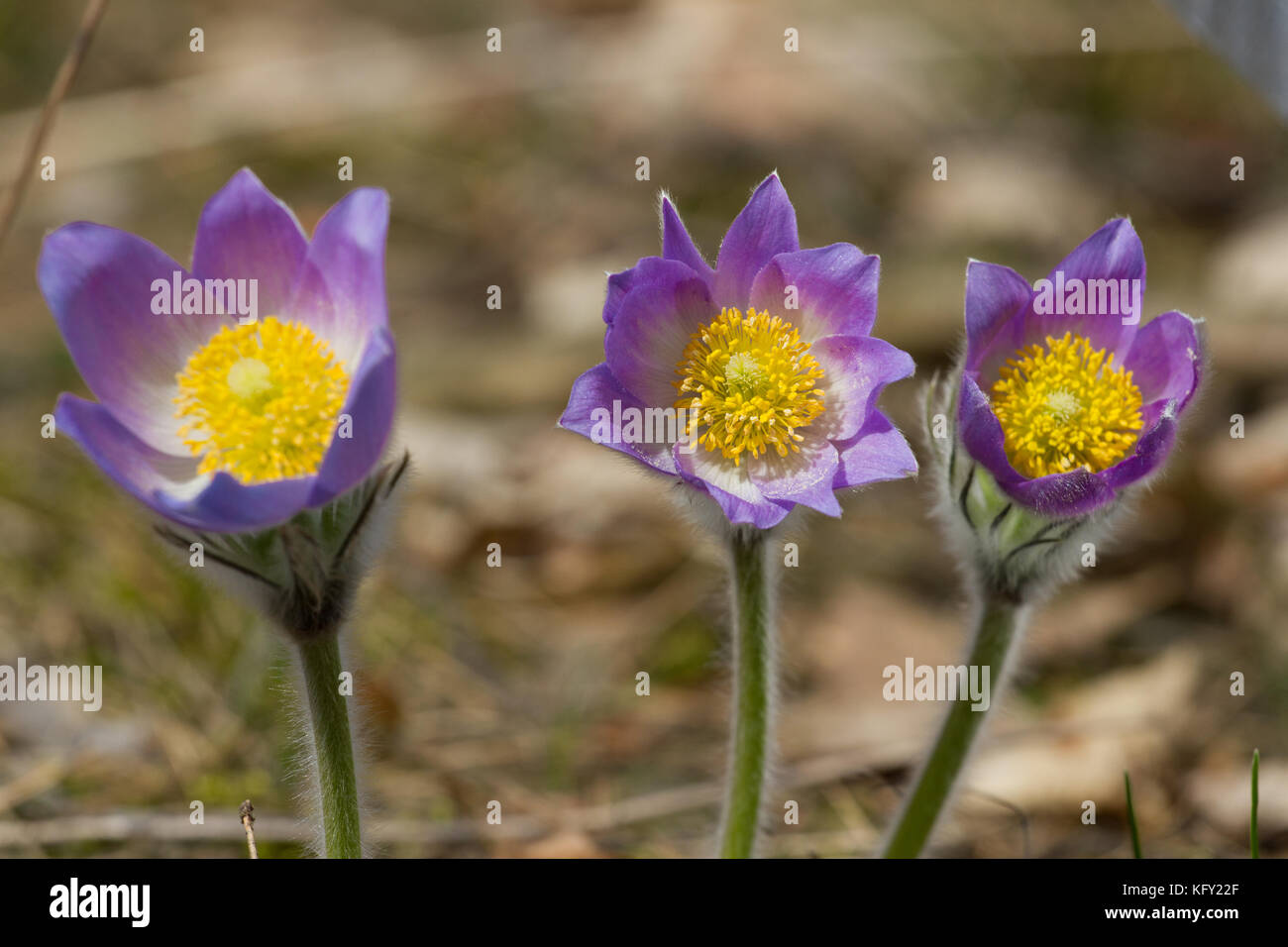 Eastern pasqueflowers or Rock lily, prairie crocus, cutleaf anemone ...