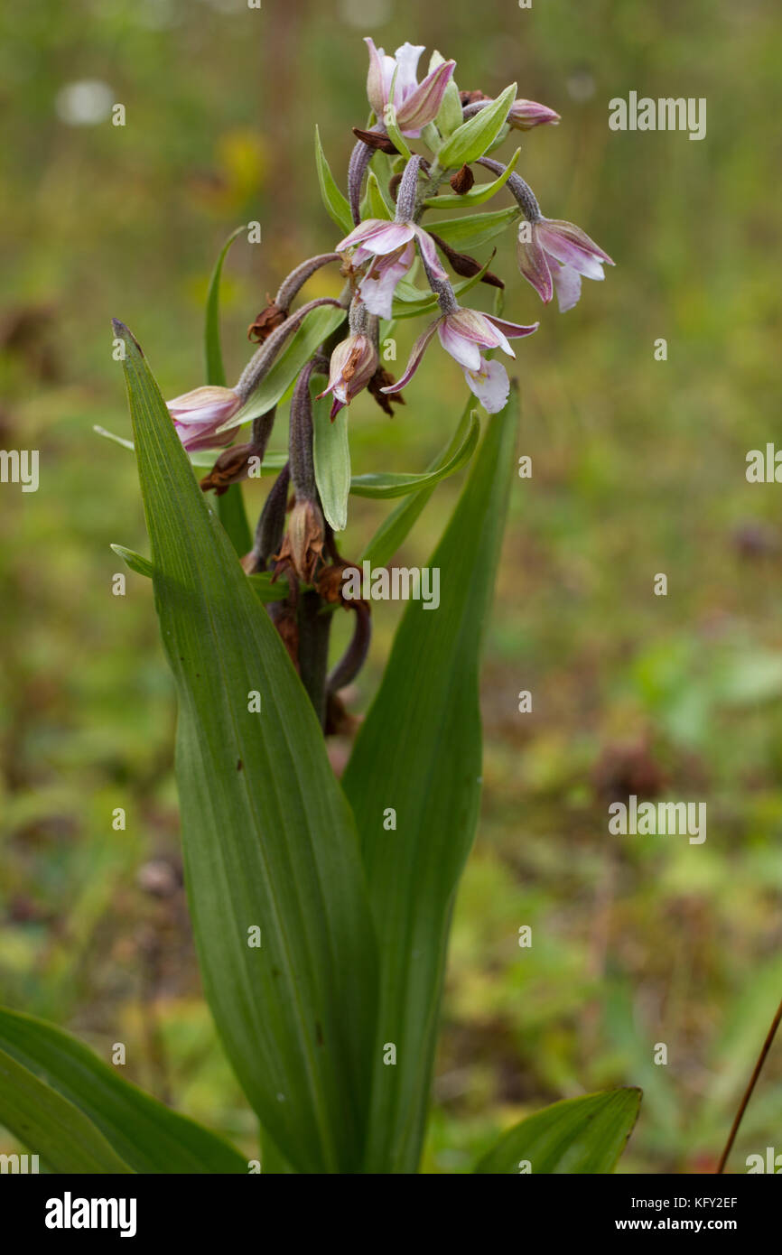Marsh helleborine epipactis palustris in bloom hi-res stock photography ...