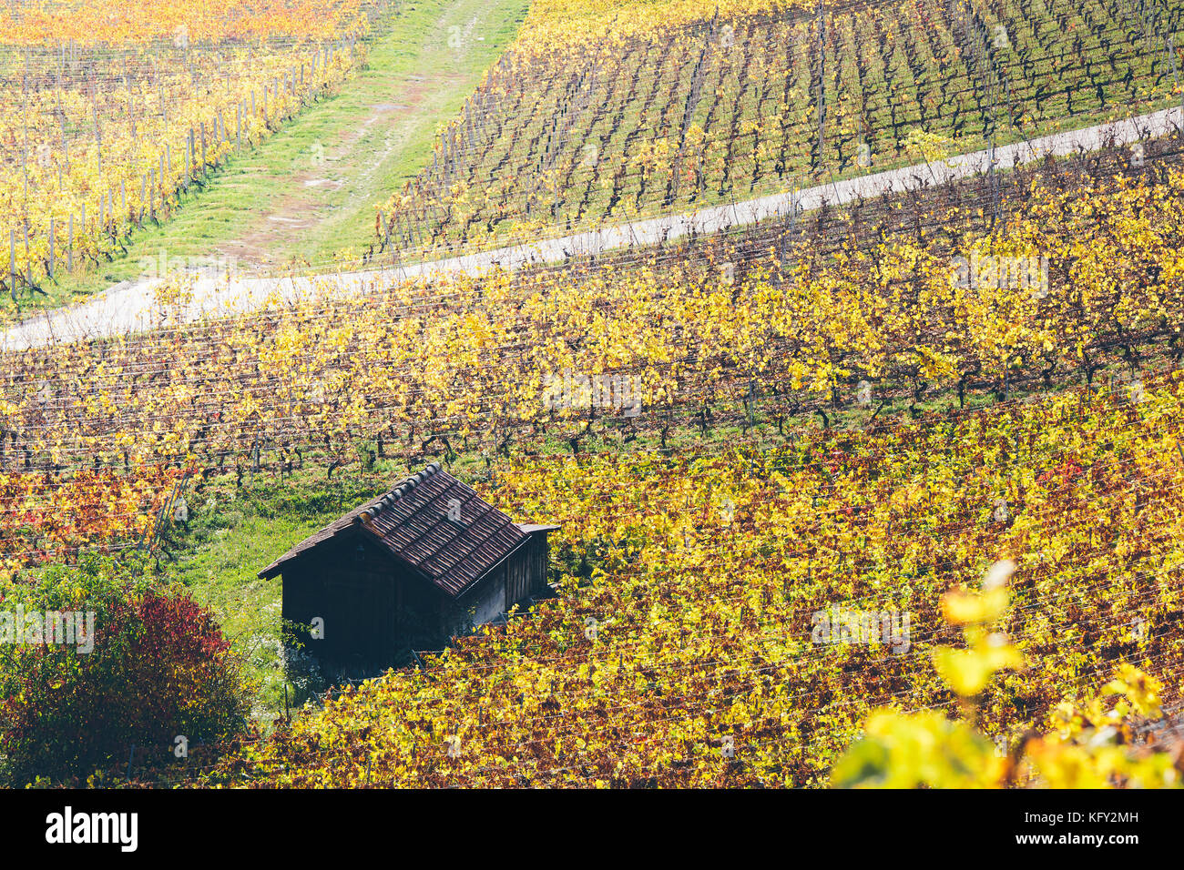 Colorful vineyards in the countryside of the Geneva canton Stock Photo ...