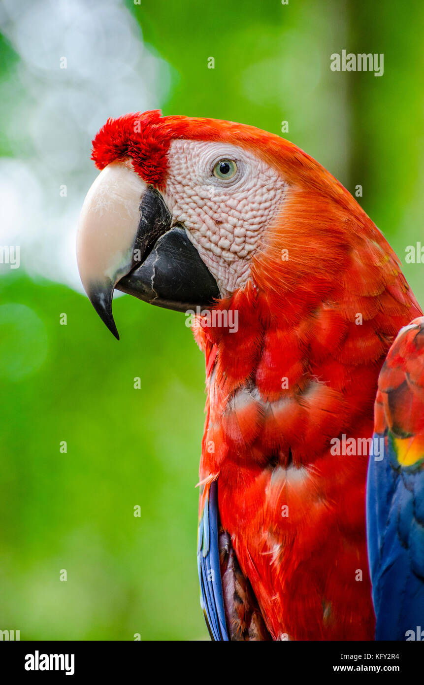 A Red-Macaw tropical bird portrait in nature Stock Photo - Alamy
