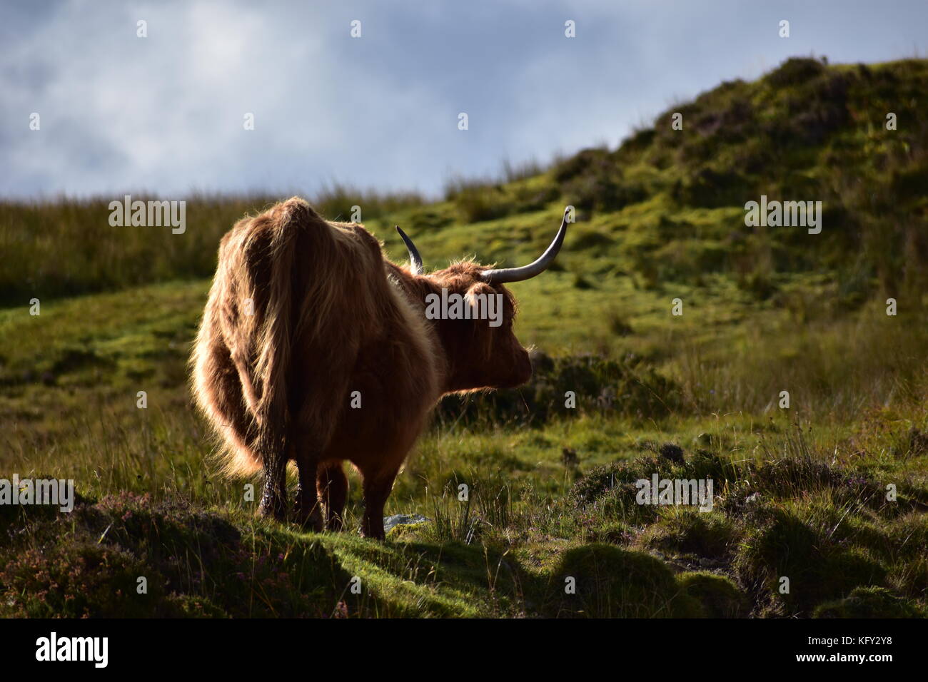 Highland Cow on Skye Stock Photo - Alamy