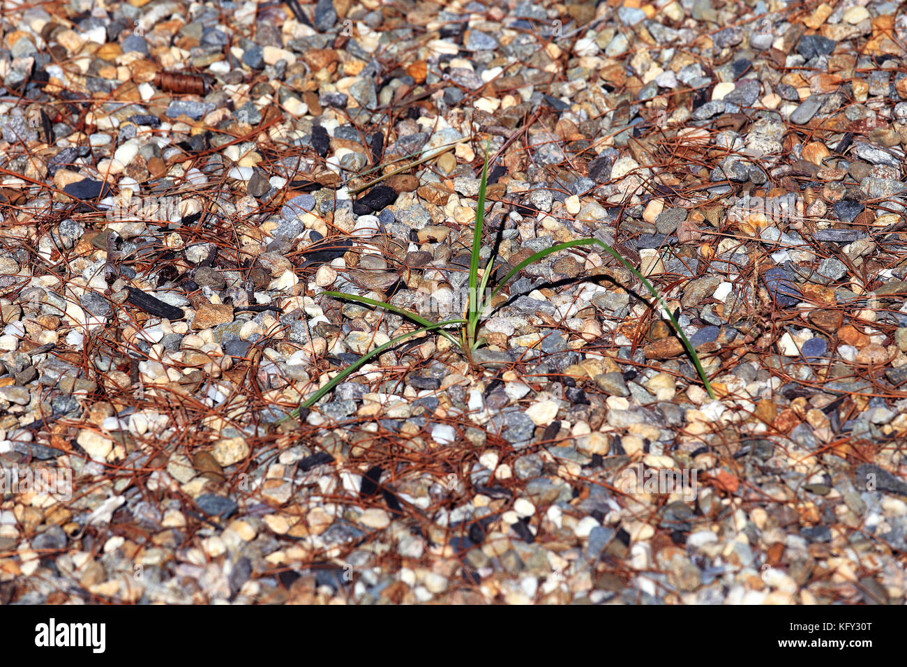 blade of grass Stock Photo - Alamy