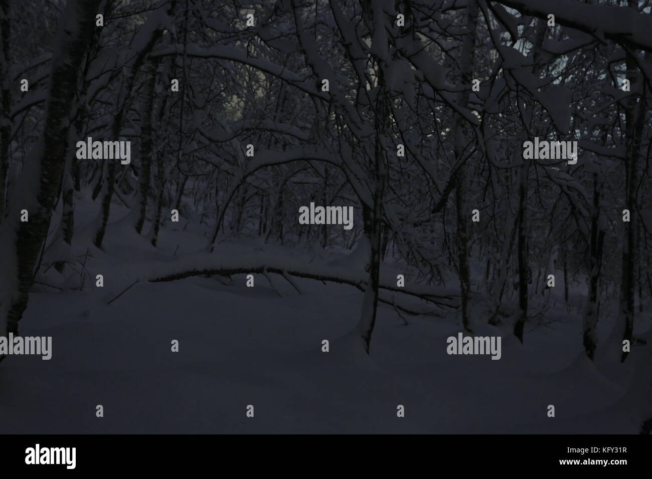 Winter Snow Forest Stock Photo - Alamy