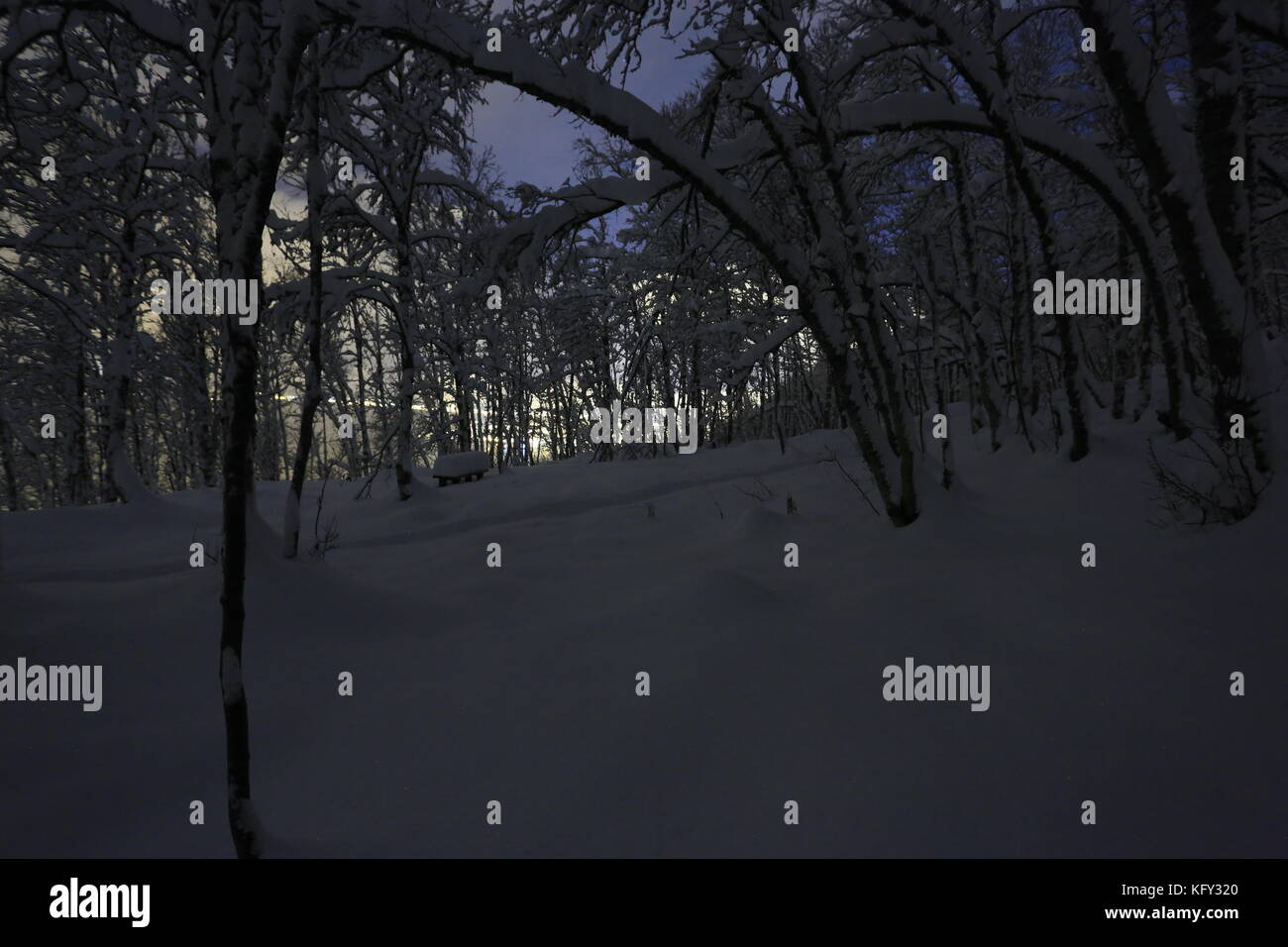 Winter Snow Forest Stock Photo - Alamy