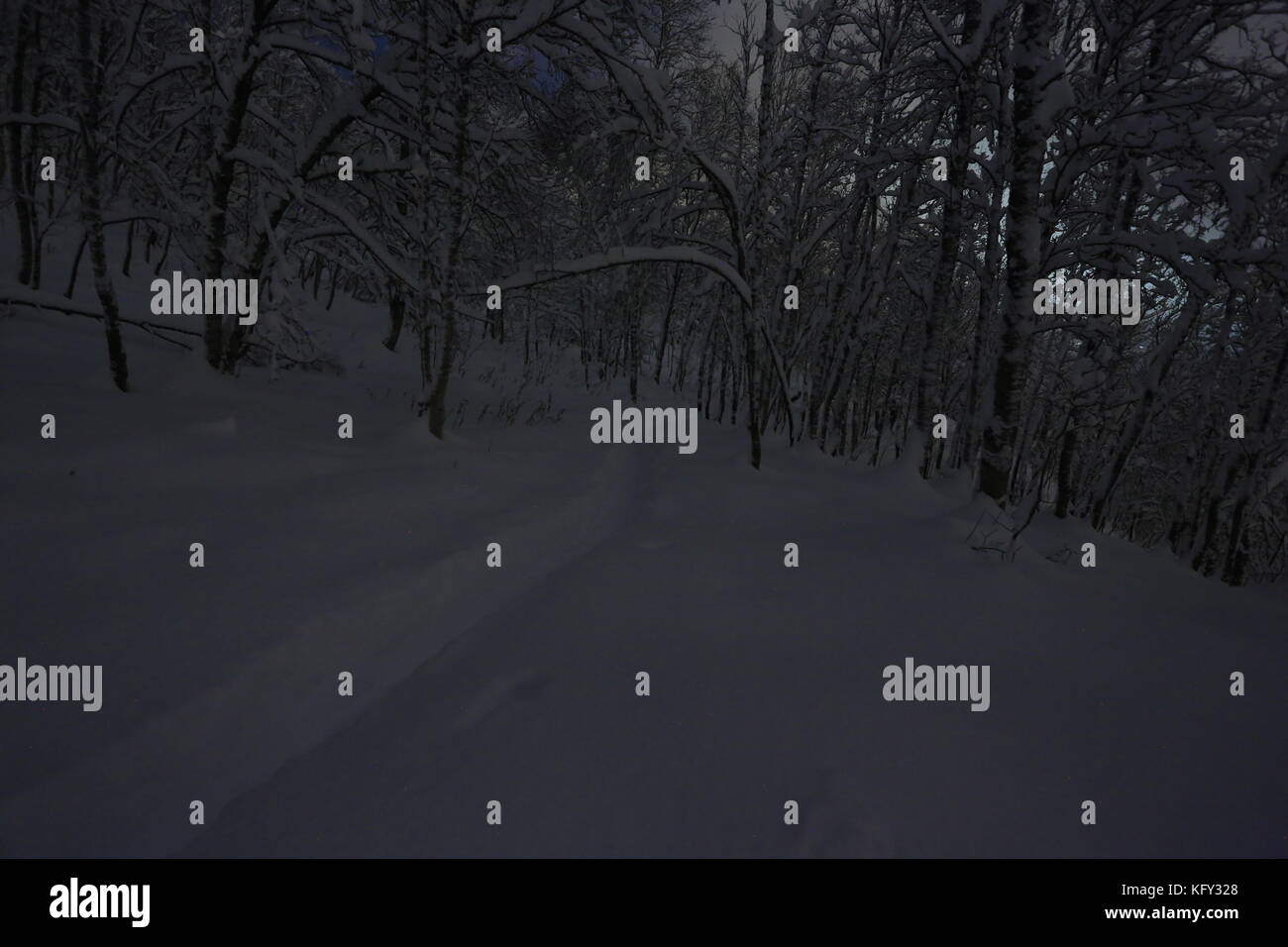 Winter Snow Forest Stock Photo - Alamy