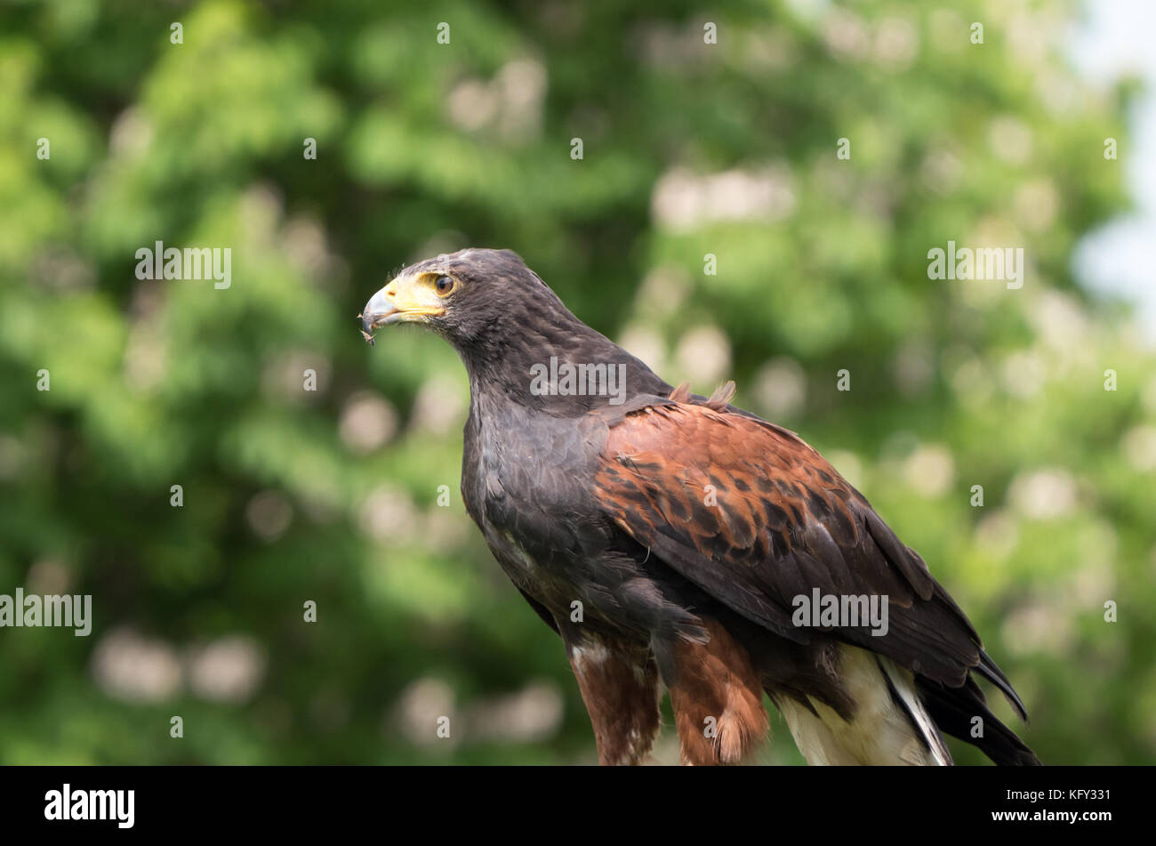 Portrait of a harris hawk in static position Stock Photo - Alamy