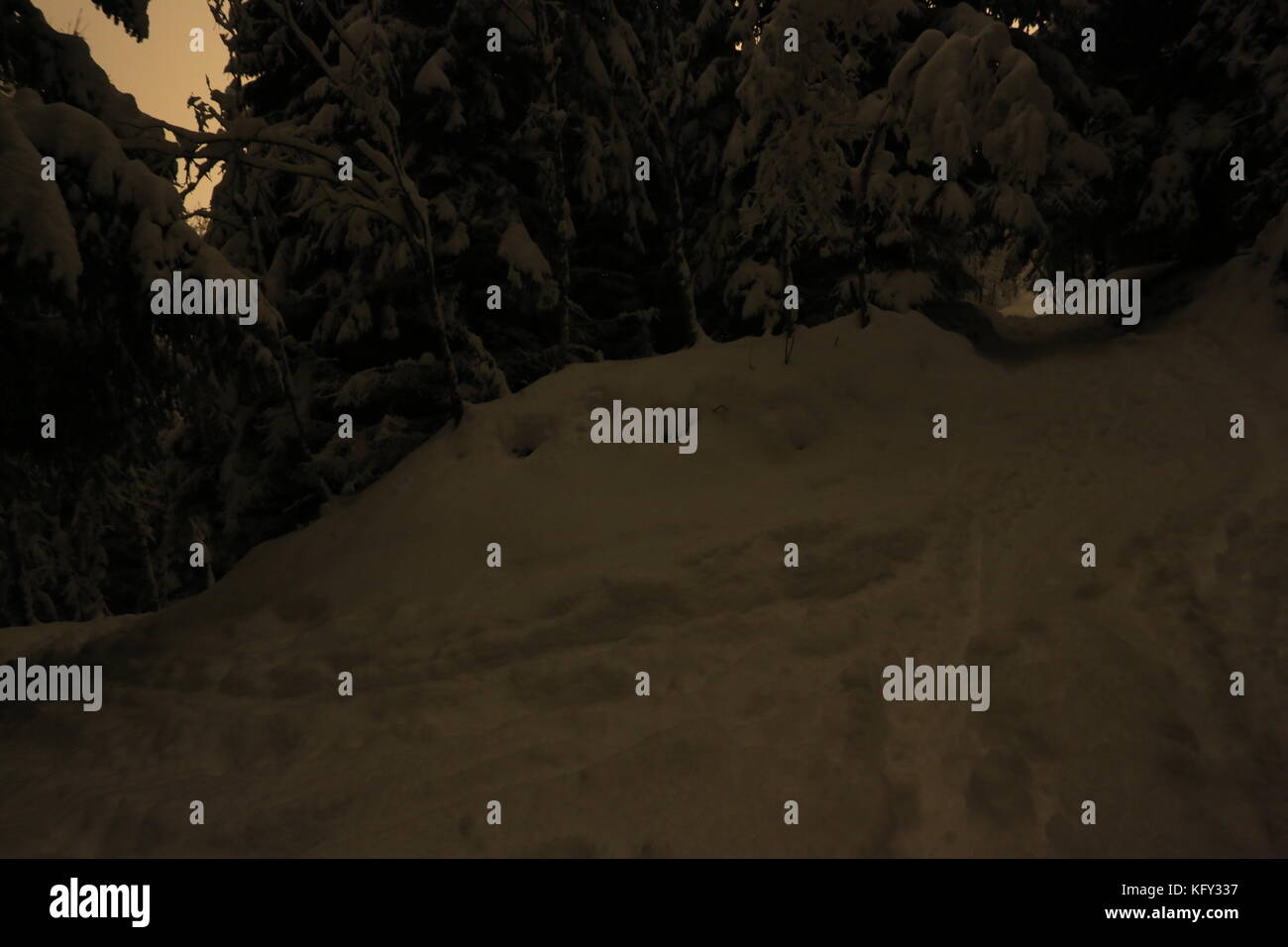 Winter Snow Forest Stock Photo - Alamy
