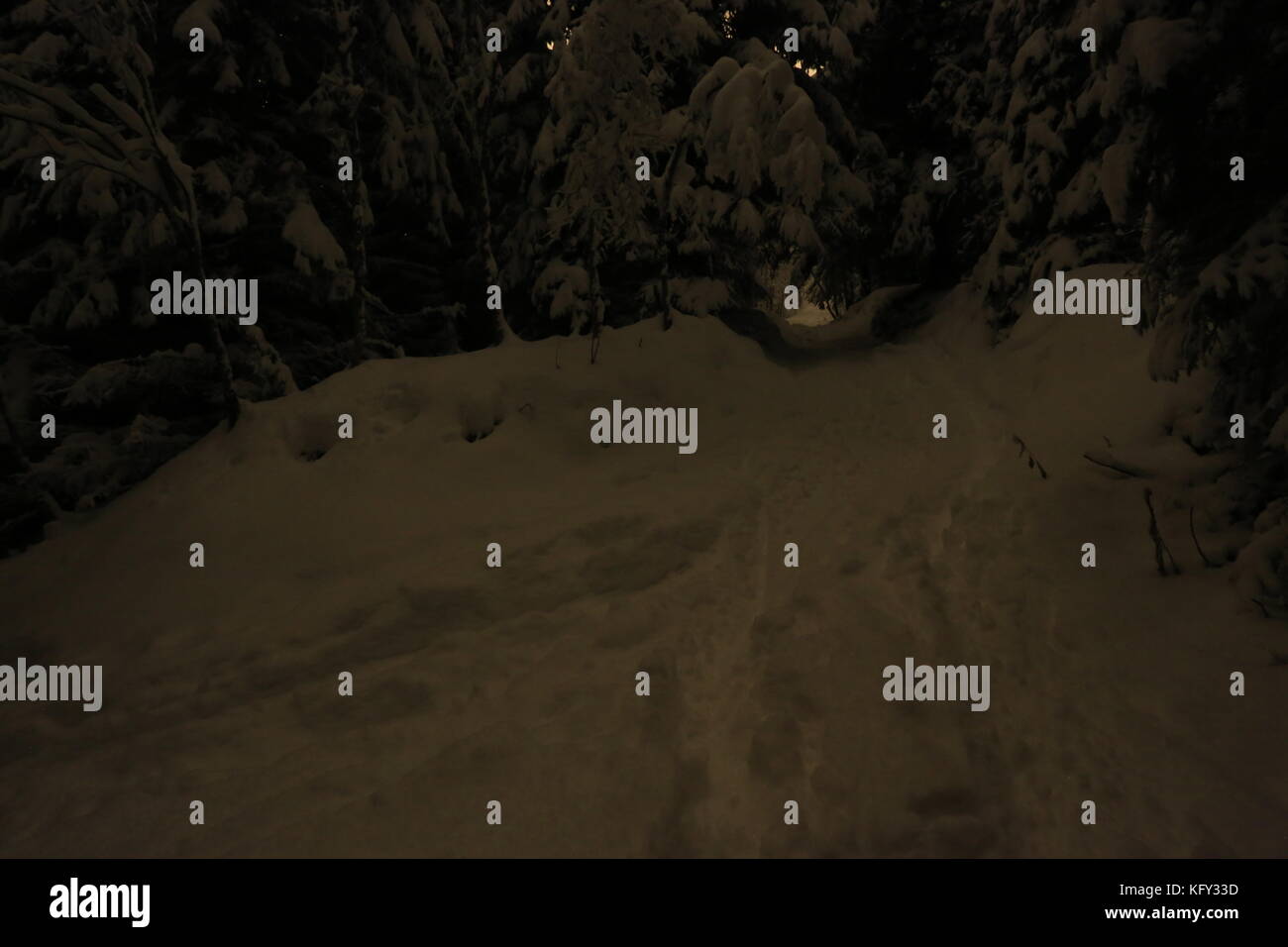 Winter Snow Forest Stock Photo - Alamy