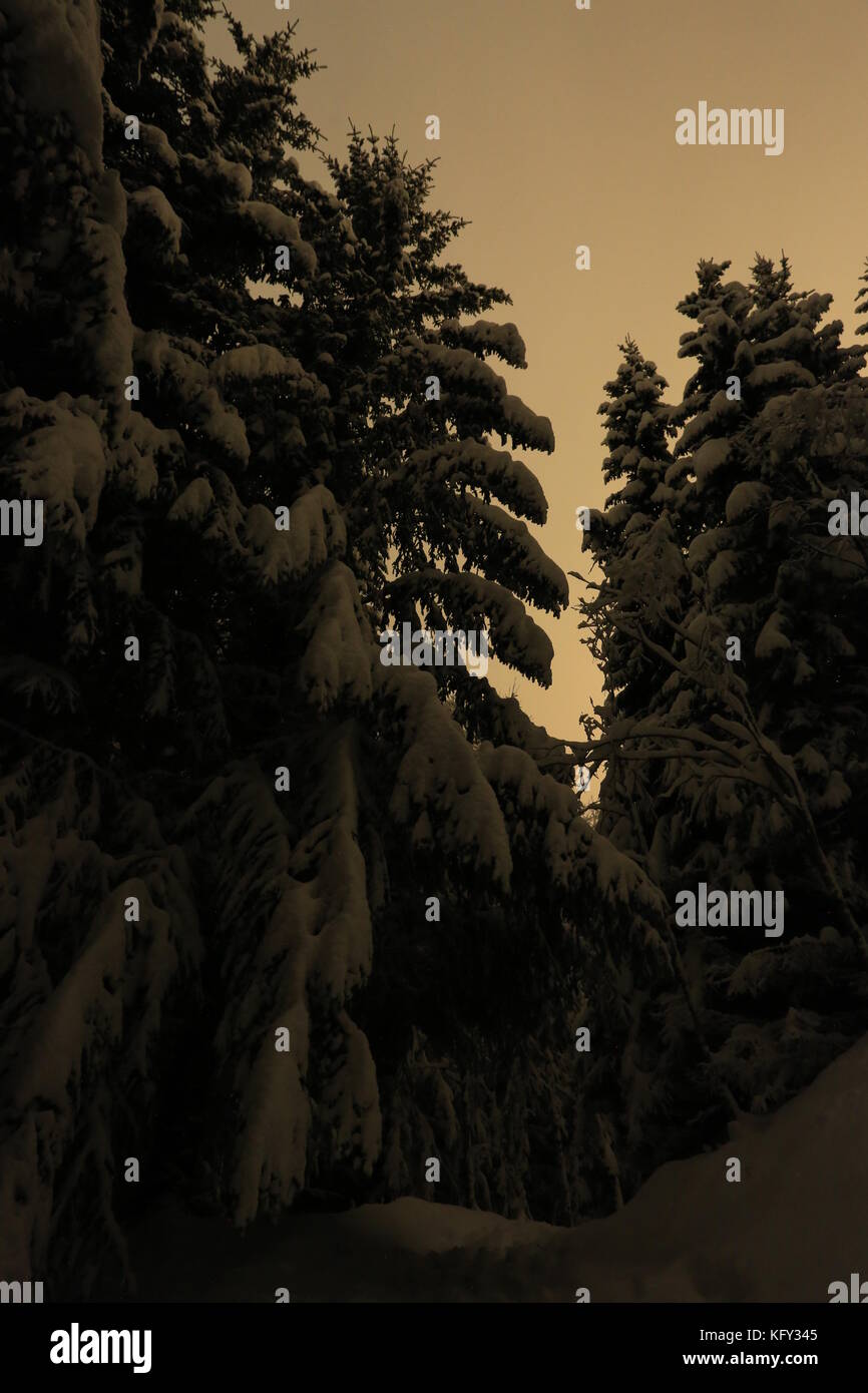 Winter Snow Forest Stock Photo - Alamy