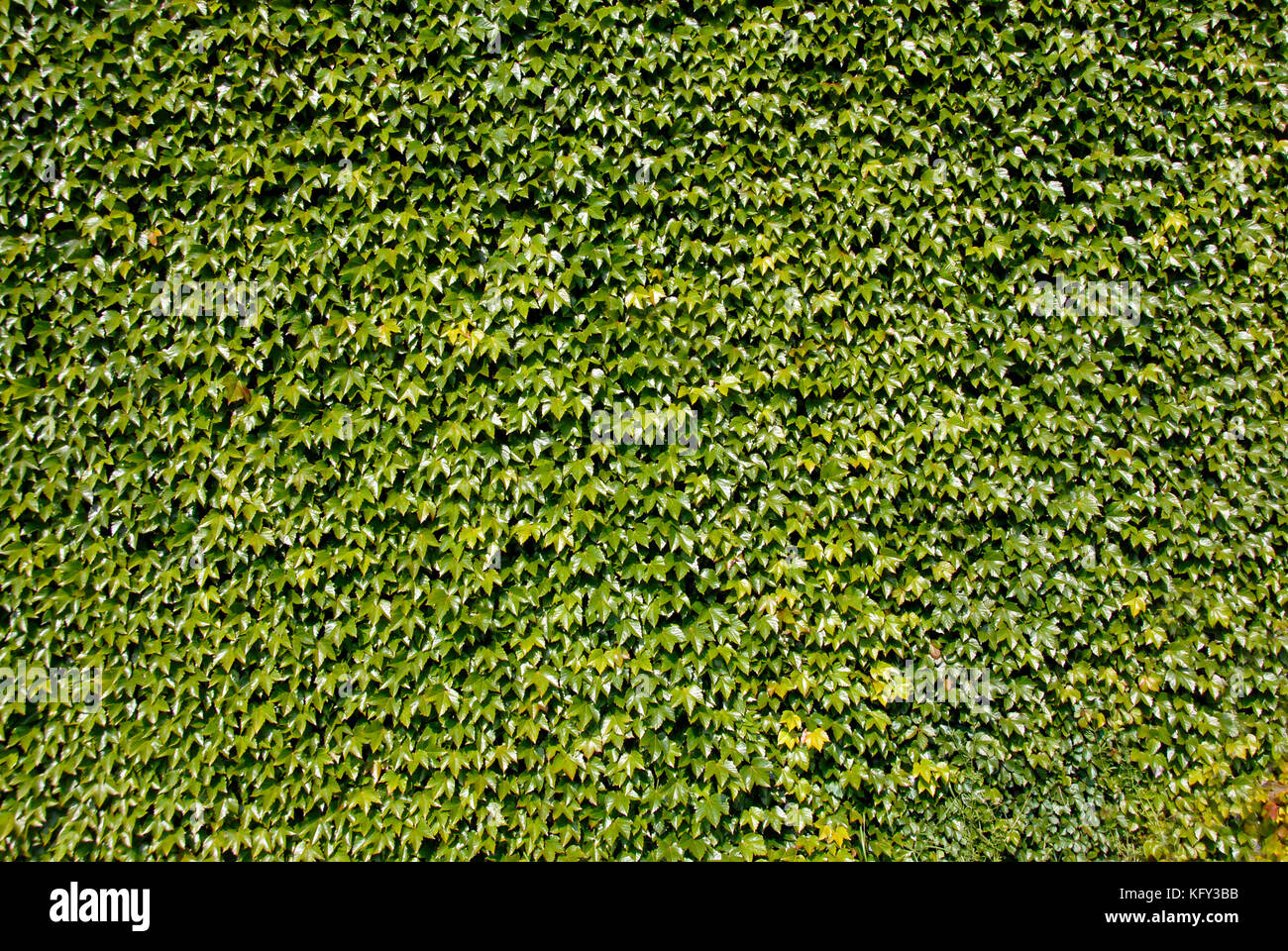 Wall and leaves hi-res stock photography and images - Alamy