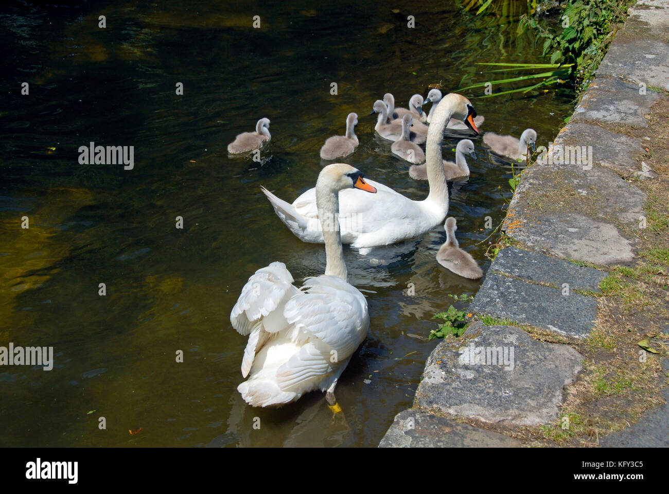 Ten swans hi-res stock photography and images - Alamy