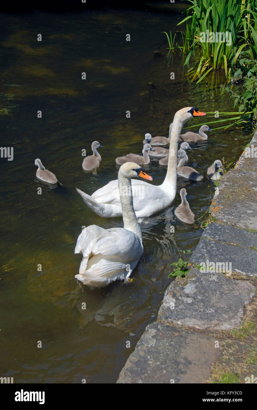 Ten swans hi-res stock photography and images - Alamy