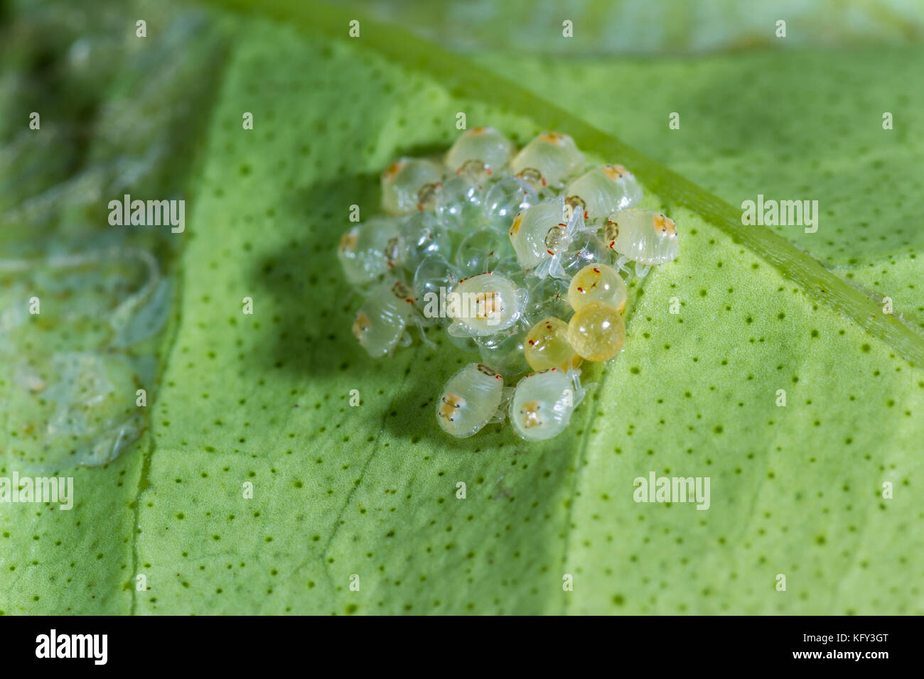 Red mite larvae hi-res stock photography and images - Alamy