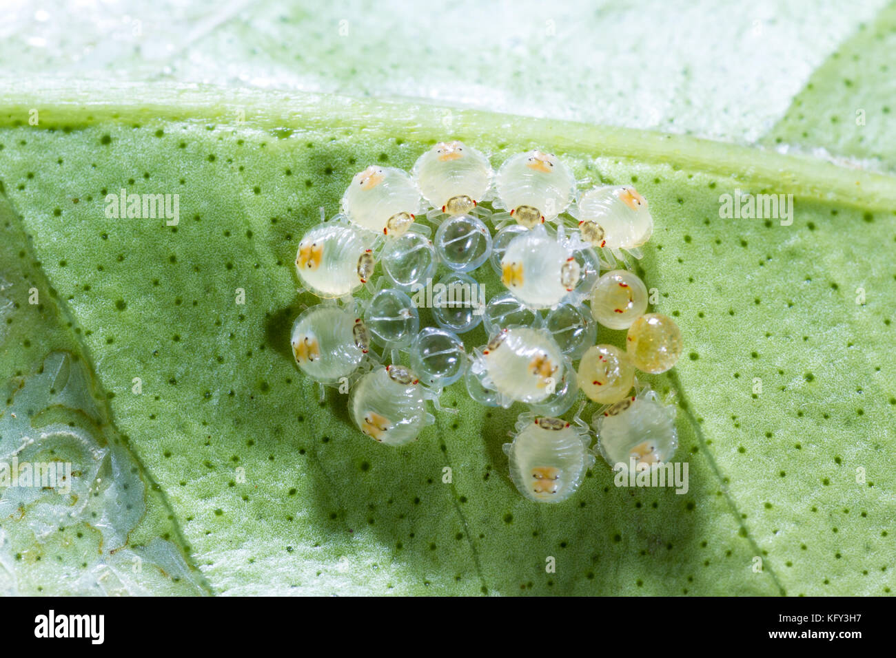 macro shot of a small grouping of recently hatched spider mites on the ...