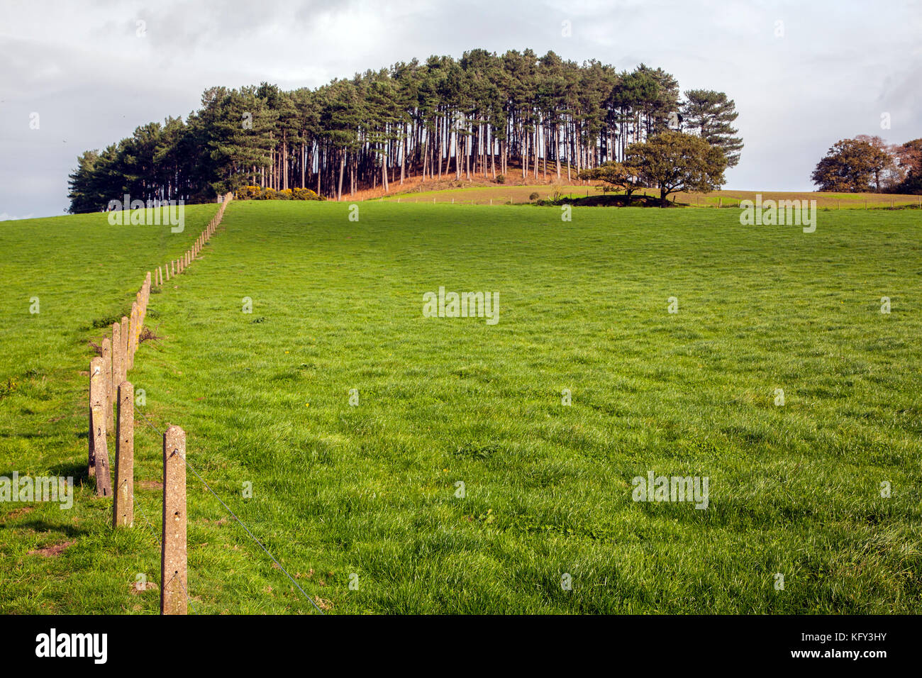 Fence leading up to a copse of conifer trees on the brow of a hill in ...