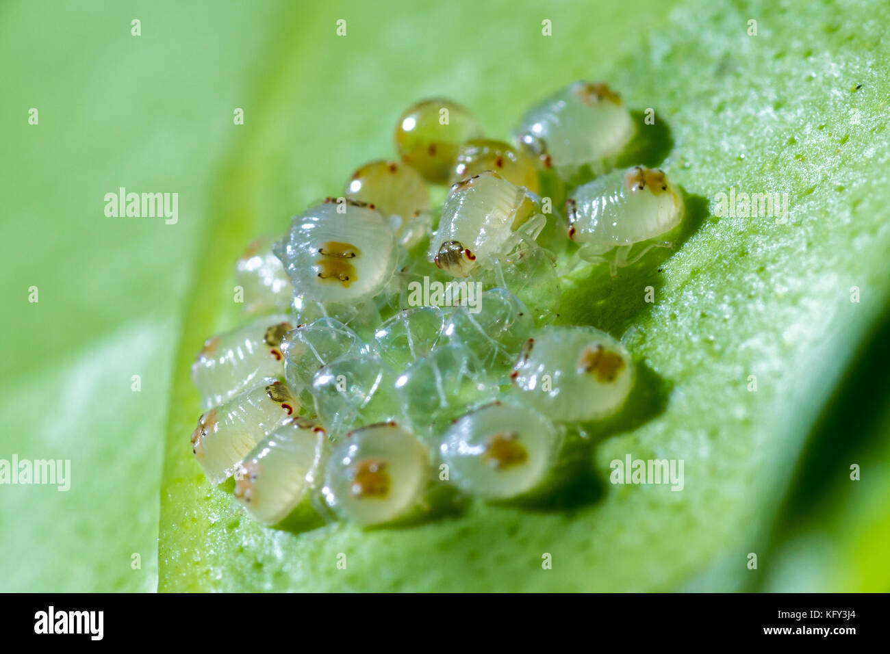 Red mite larvae hi-res stock photography and images - Alamy