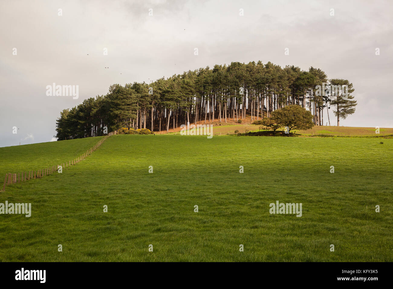 Fence leading up to a copse of conifer trees on the brow of a hill in ...