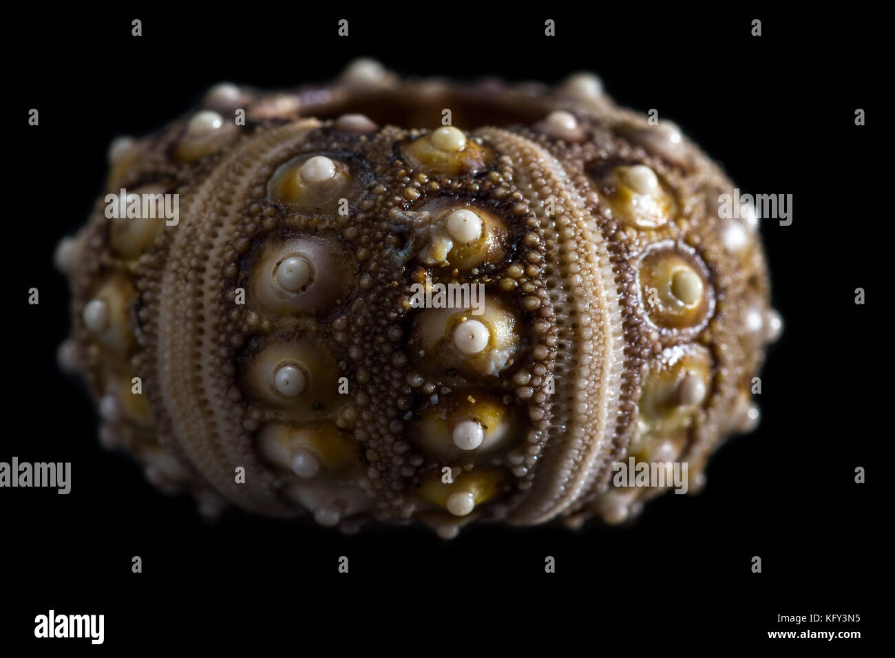 close up of a small sea shell with beautiful details and patterns Stock ...