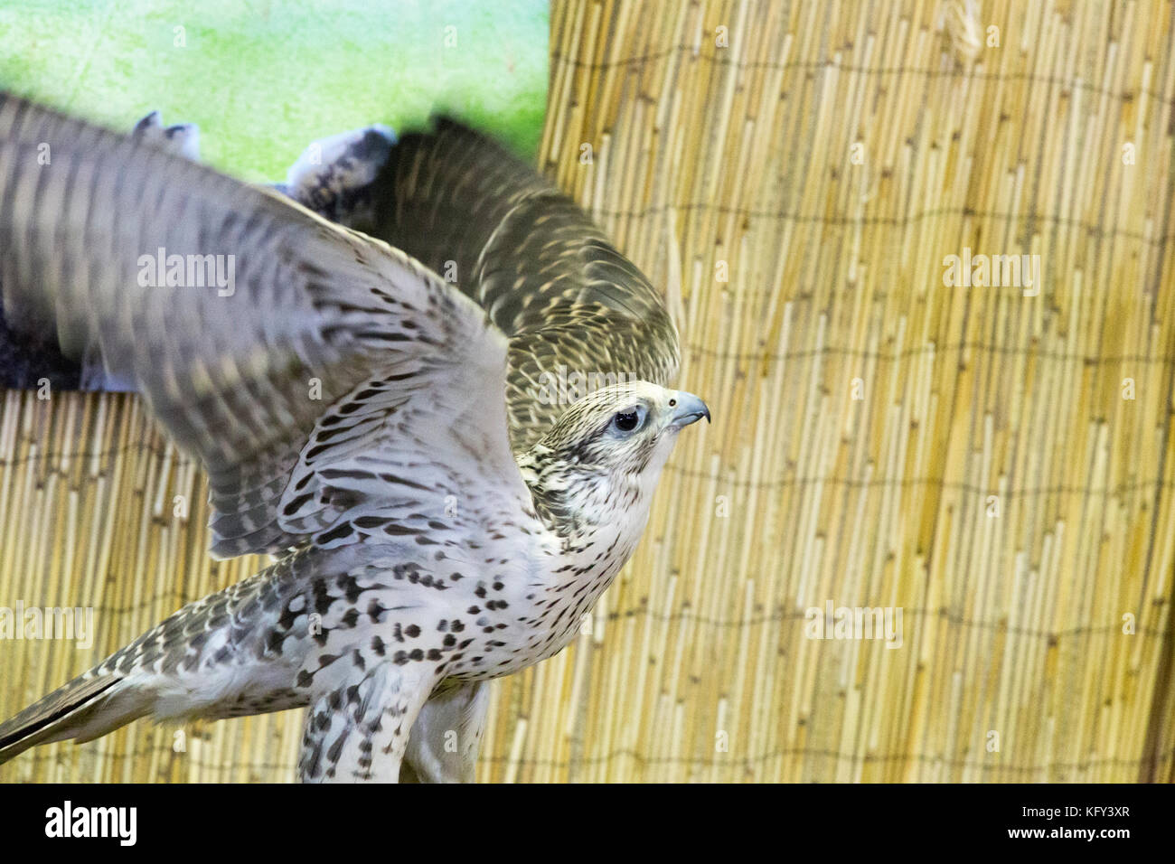 Hunter falcon open wings hi-res stock photography and images - Alamy