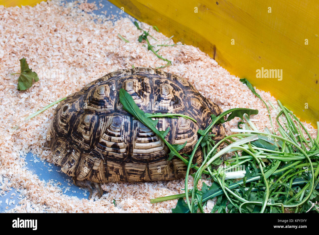 Beautiful tortoise for sell at a market in Italy Stock Photo - Alamy