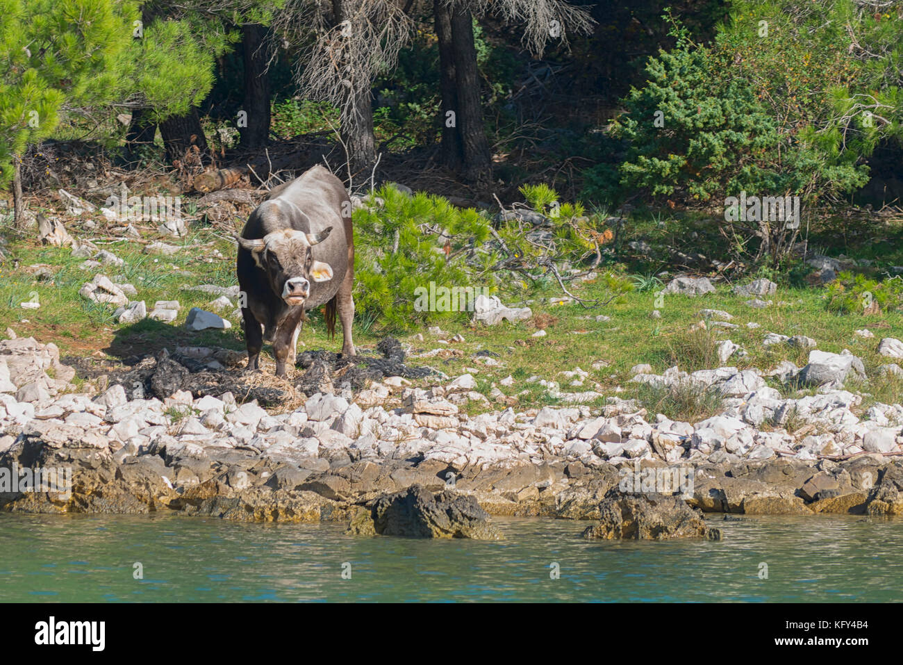 Cows at Soline Bay in Krk Island, Croatia Stock Photo - Alamy