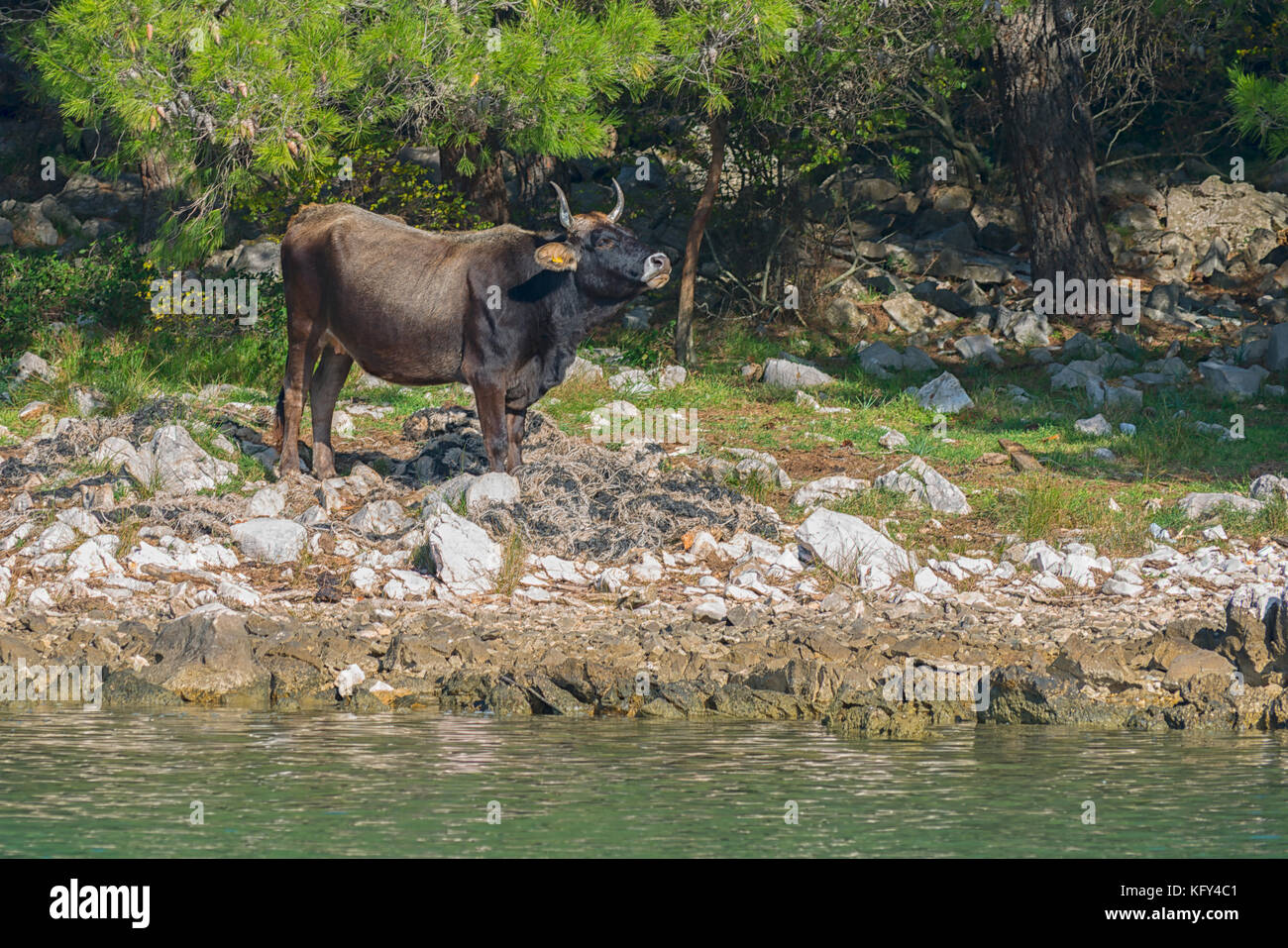 Cows at Soline Bay in Krk Island, Croatia Stock Photo - Alamy